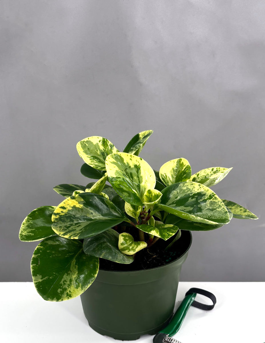 Peperomia Marble | Houseplants | Always Affordable at Plant Proper
