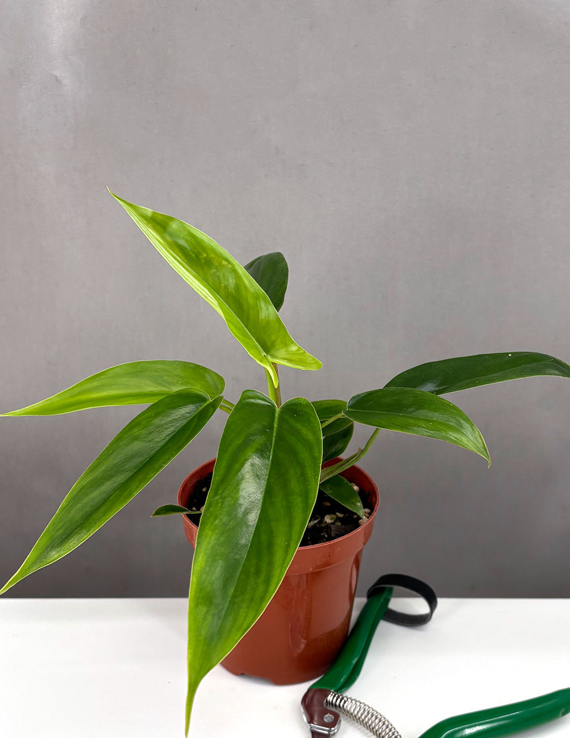 Philodendron 69686 | Houseplants | Always Affordable at Plant Proper