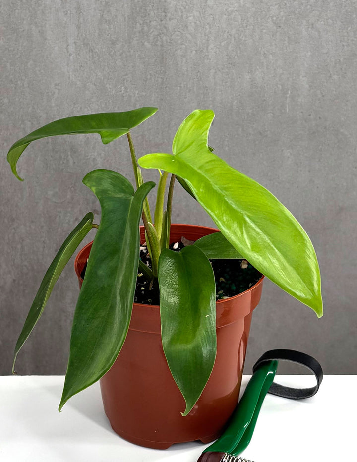 Philodendron Florida Green | Houseplant | Always Affordable at Plant Proper