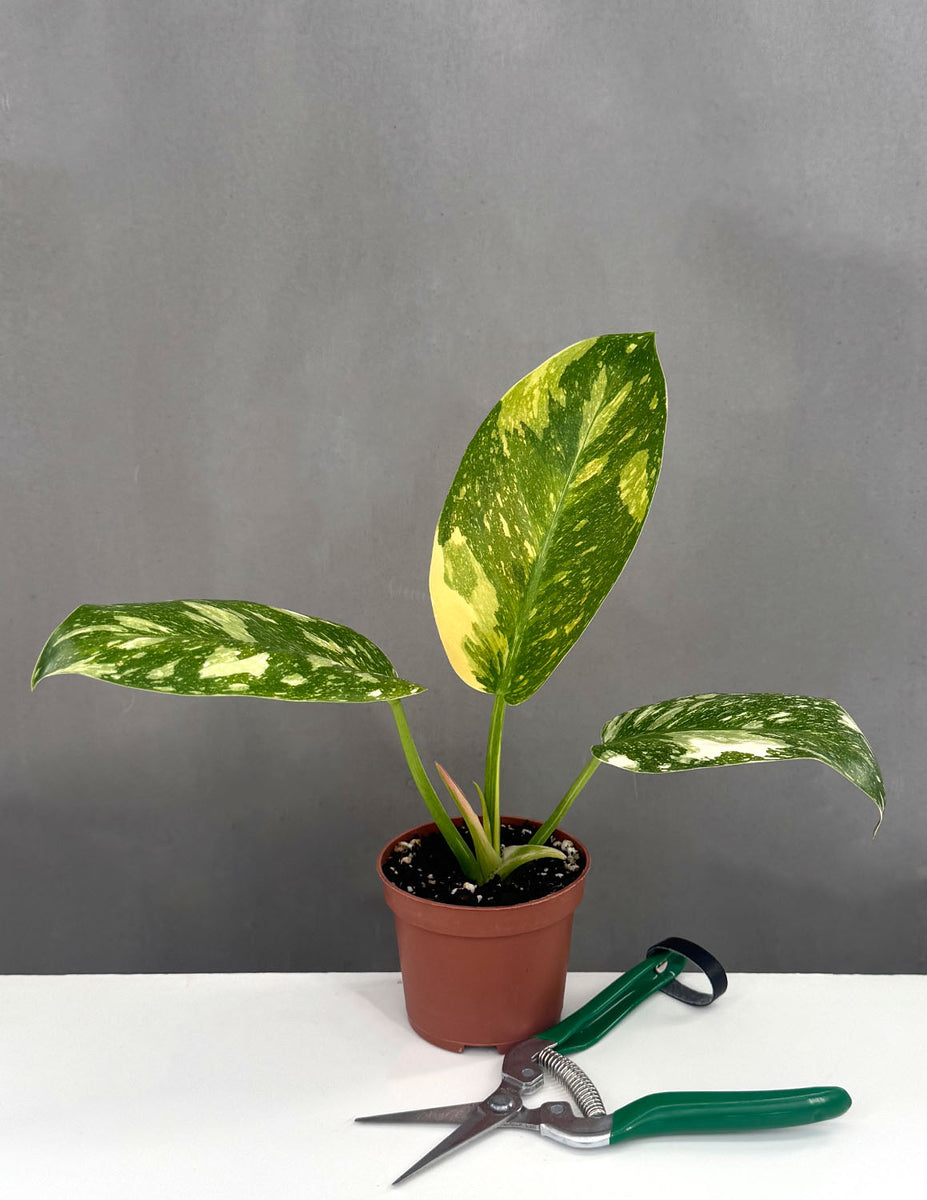 Philodendron Green Congo Nuclear | Houseplant | Always Affordable at ...