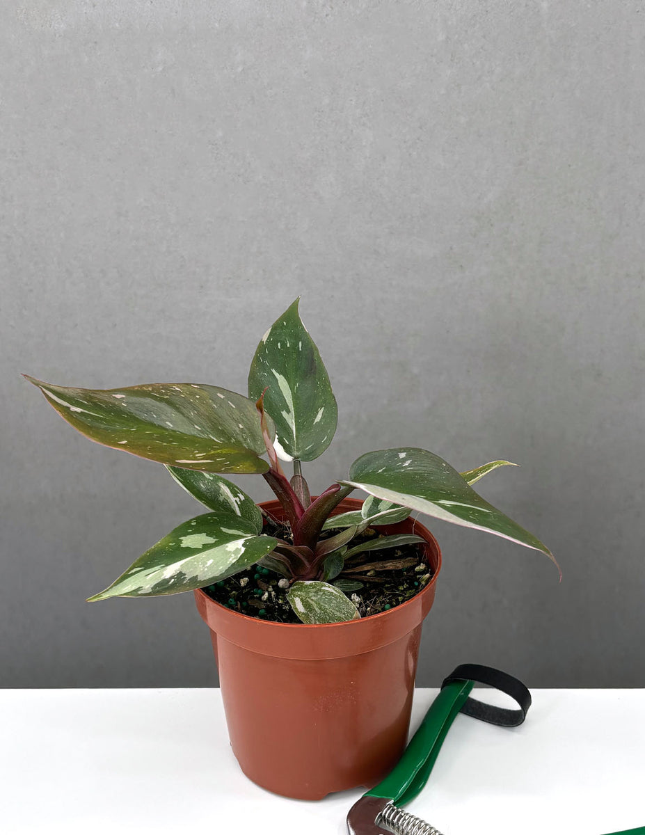 Philodendron Pink Princess Marble | Houseplants | Always Affordable at ...