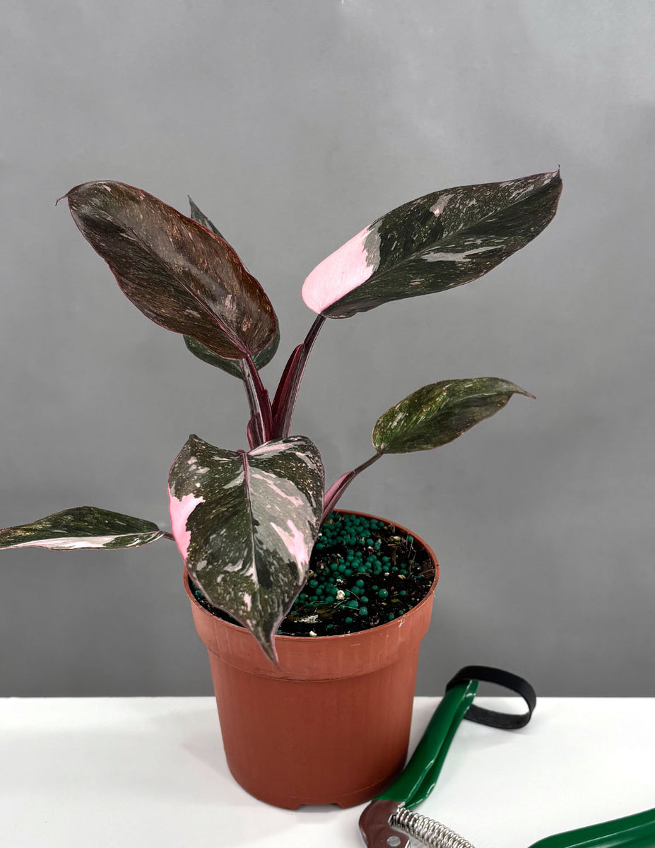 Philodendron Pink Princess Marble | Houseplants | Always Affordable at ...