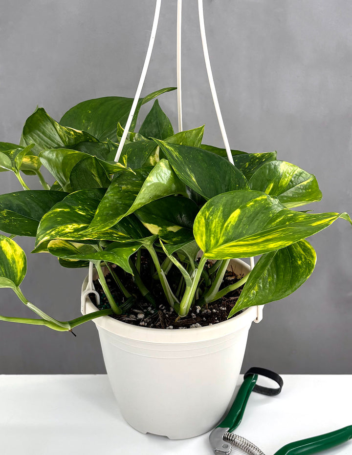 Pothos Hawaiian | Golden Hawaiian | Always Affordable at Plant Proper