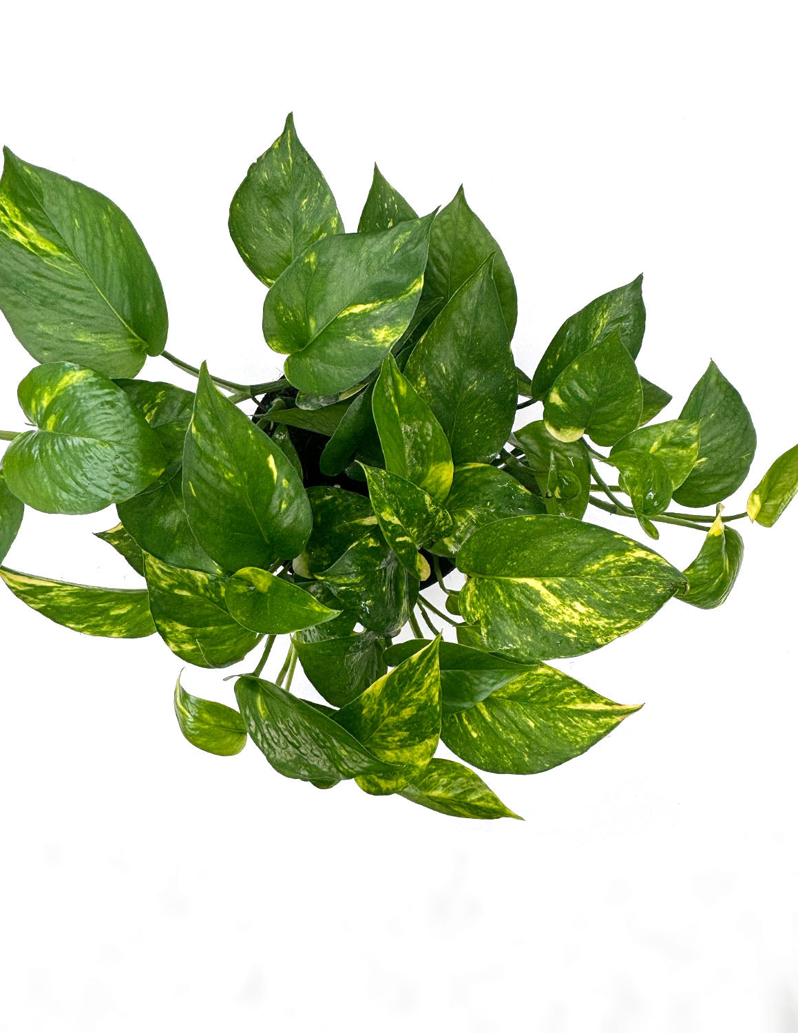 Pothos Hawaiian | Golden Hawaiian | Always Affordable at Plant Proper