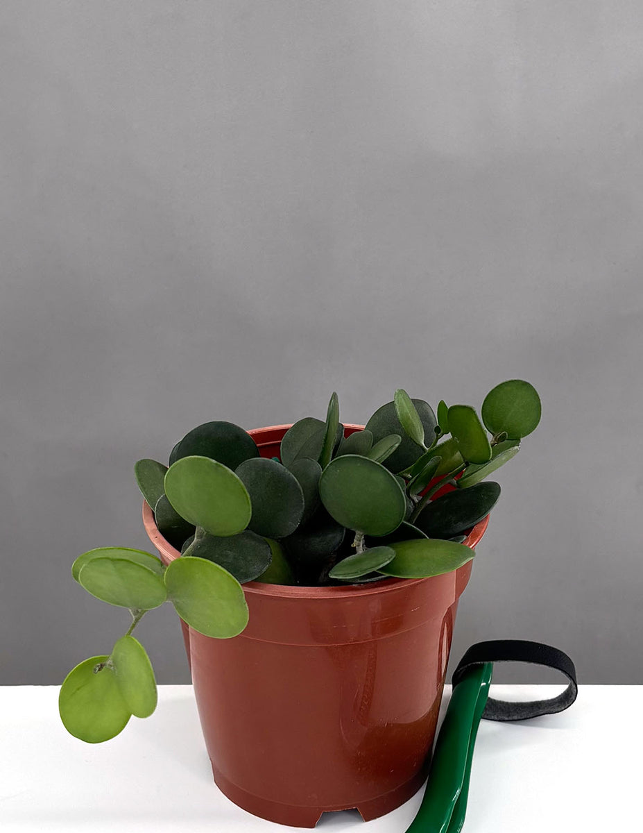 String of Coins | Houseplants | Always Affordable at Plant Proper