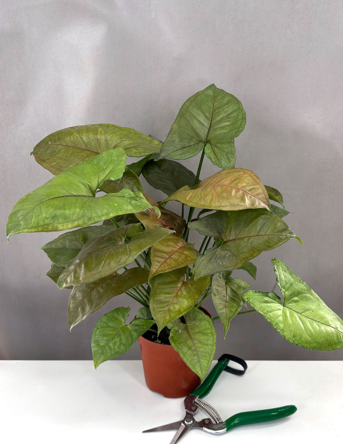Syngonium Candy Berry | Arrowhead Plant | Always Affordable at Plant Proper