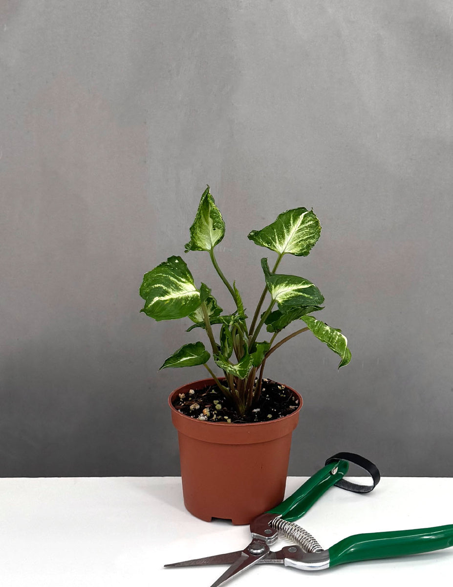 Syngonium Godzilla | Arrowhead Plant | Always Affordable at Plant Proper