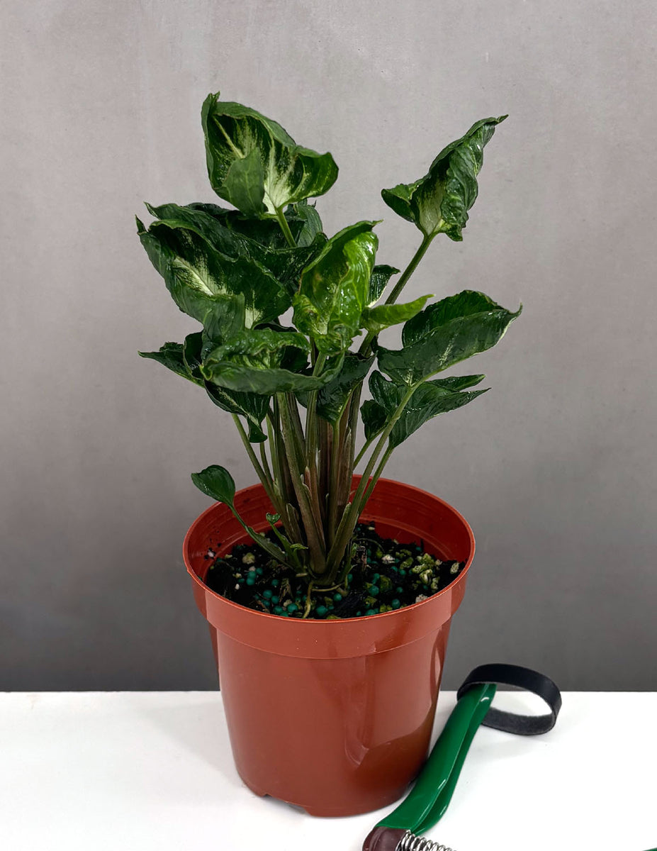 Syngonium Godzilla | Arrowhead Plant | Always Affordable at Plant Proper