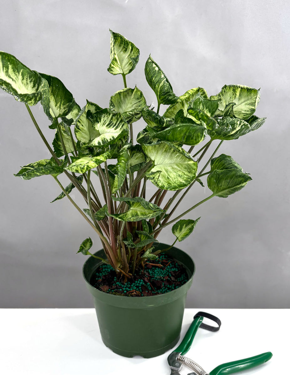 Syngonium Godzilla | Arrowhead Plant | Always Affordable at Plant Proper