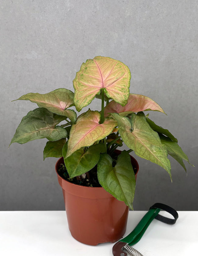 Syngonium Merry Maria | Arrowhead Plant | Always Affordable at Plant Proper