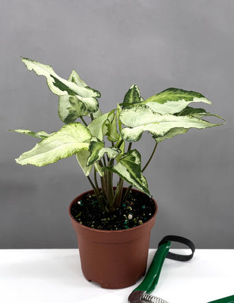 Syngonium Houseplants | Arrowhead Plant | Always Affordable at Plant Proper