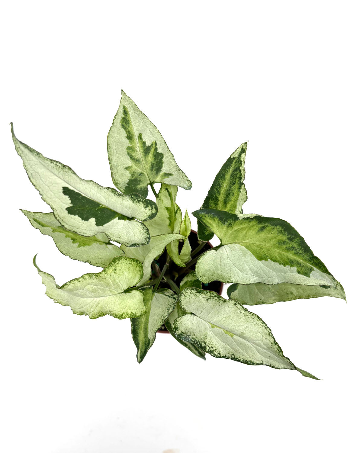Syngonium Three Kings | Arrowhead Plant | Always Affordable at Plant Proper