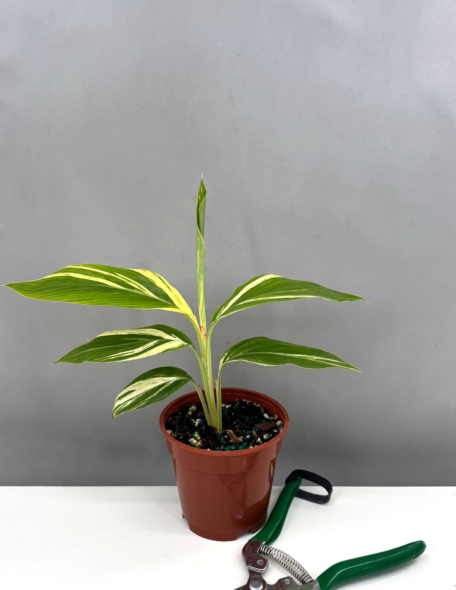 Variegated Shell Ginger | Houseplants | Always Affordable at Plant Proper