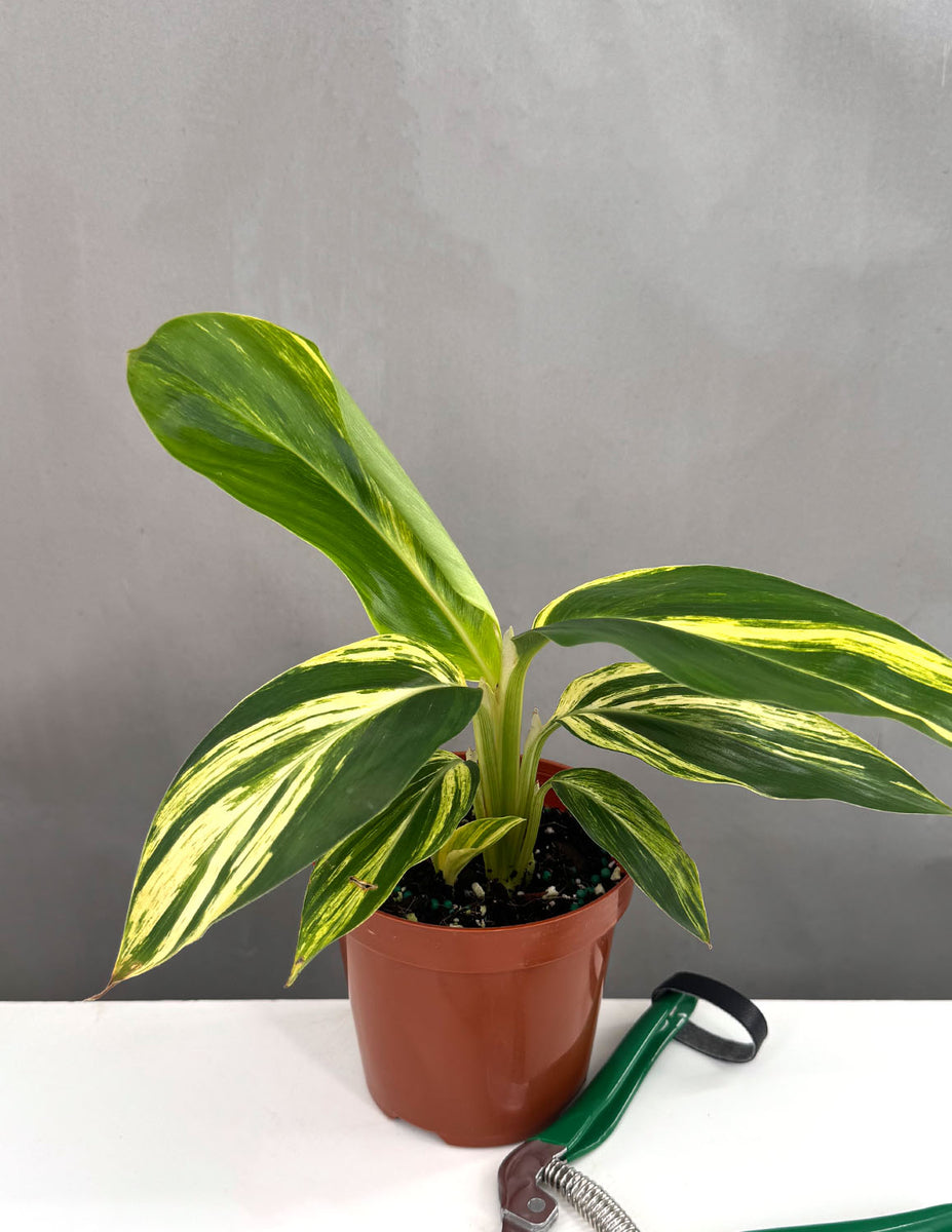 Variegated Shell Ginger | Houseplants | Always Affordable at Plant Proper