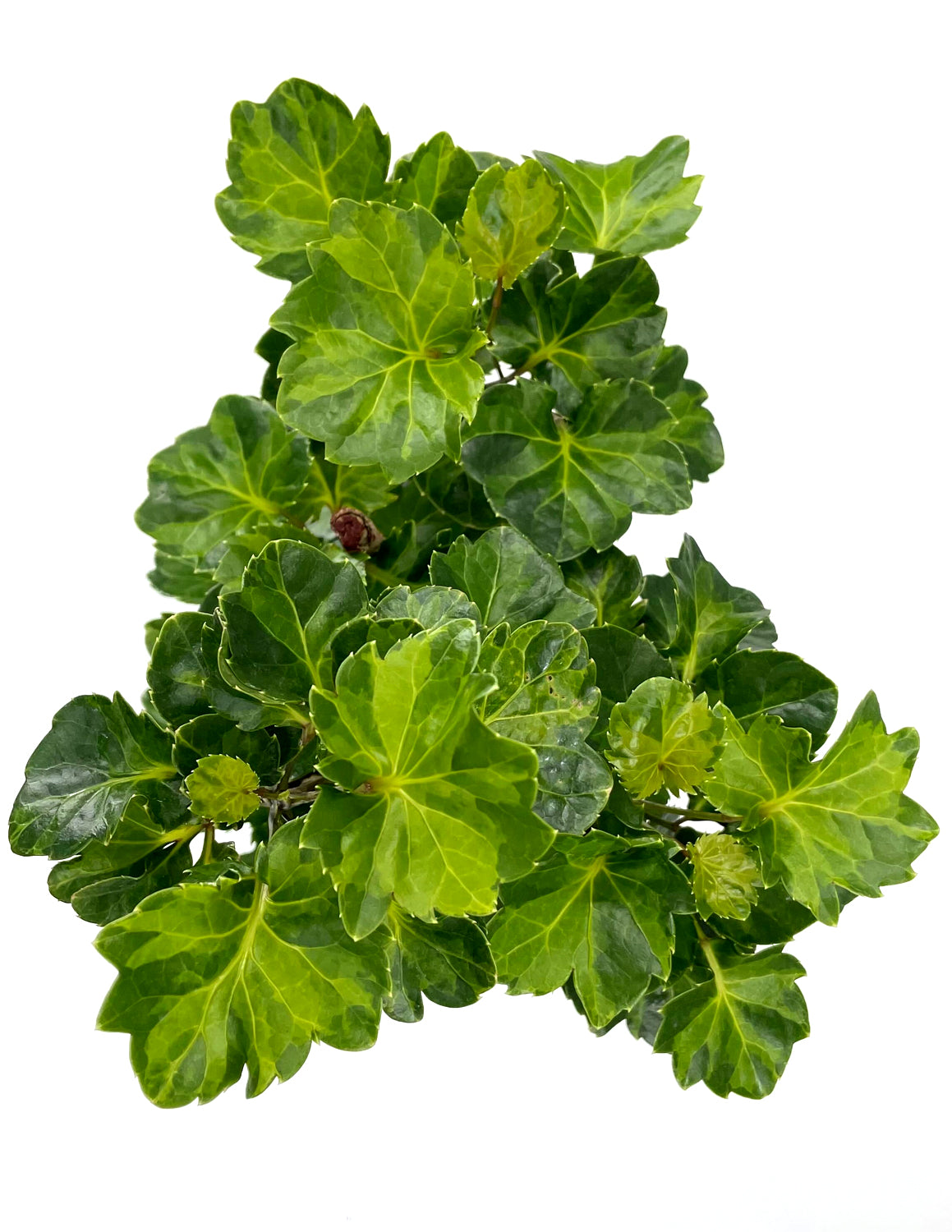 Aralia Balfour Lemon Lime Stump - Plant Proper