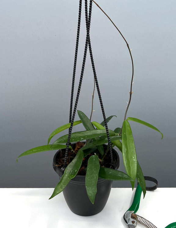 Hoya cv Minibelle Hanging Basket | Wax Plant | Always Affordable at ...