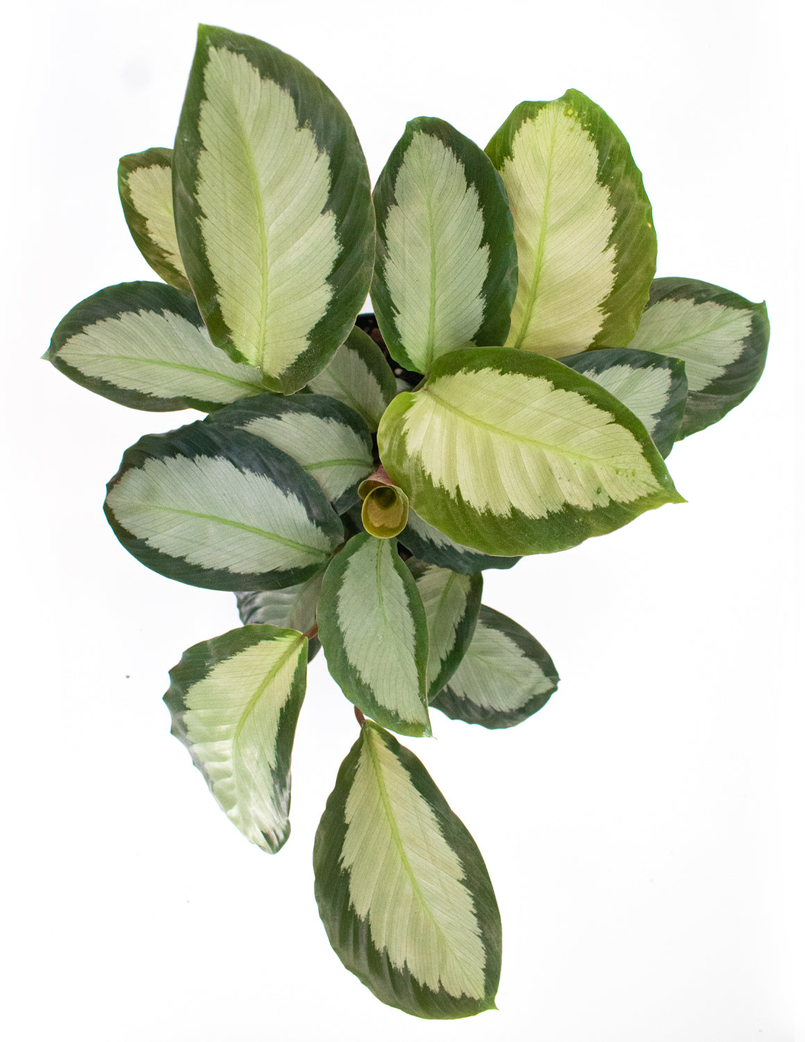 Calathea Royal Standard | Prayer Plant | Always Affordable at Plant Proper