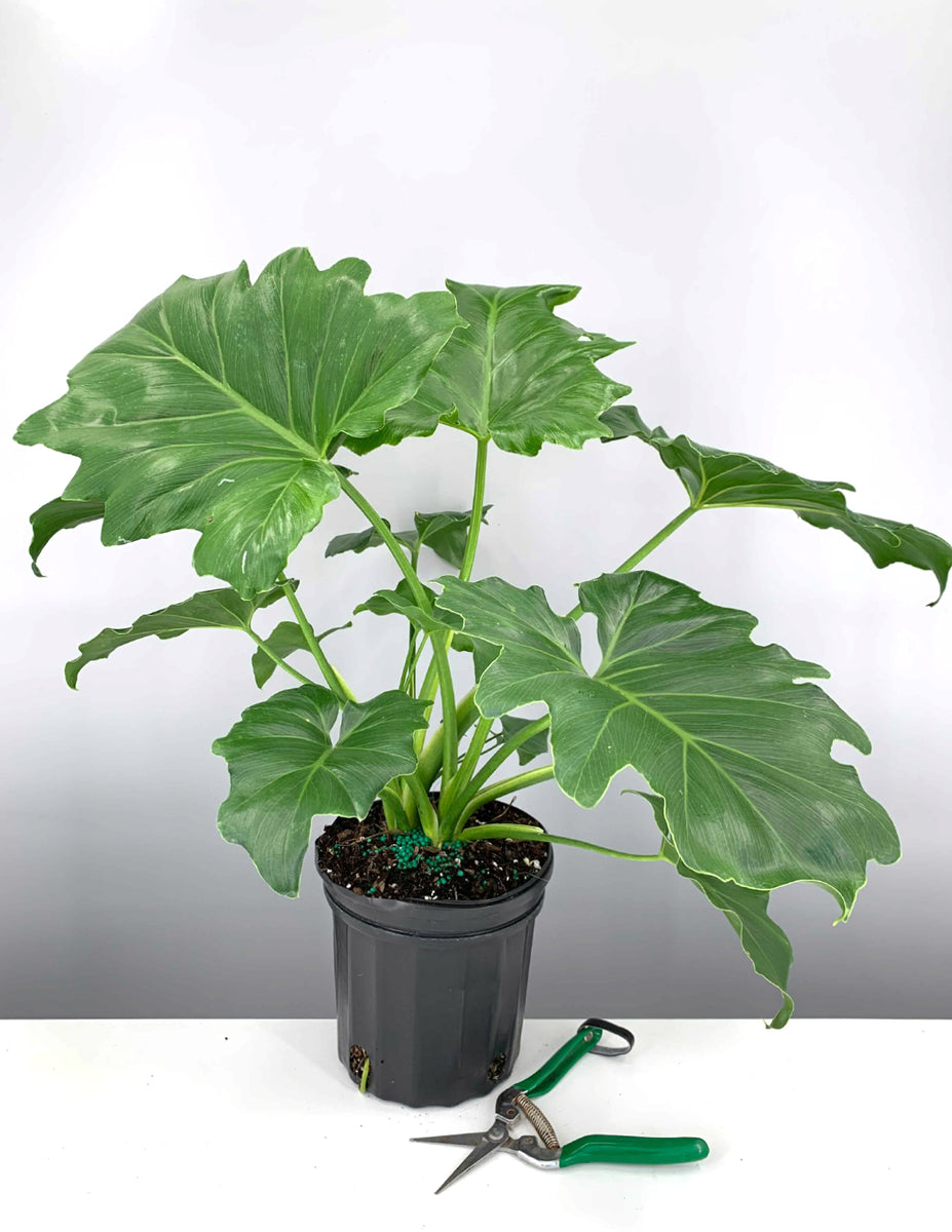 Philodendron Hope | Philodendron Selloum | Always Affordable at Plant ...