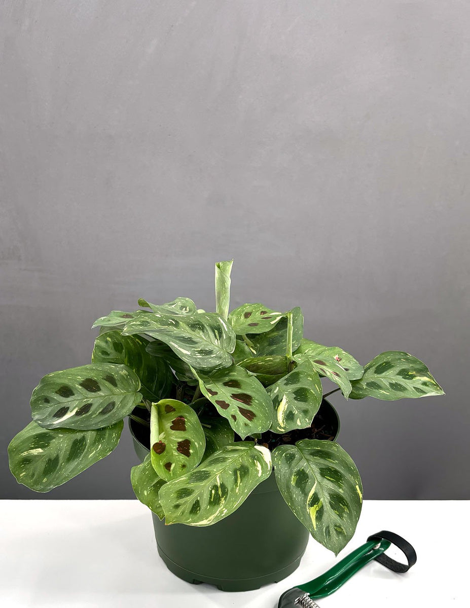 Maranta Beauty Kim | Houseplant | Always Affordable at Plant Proper