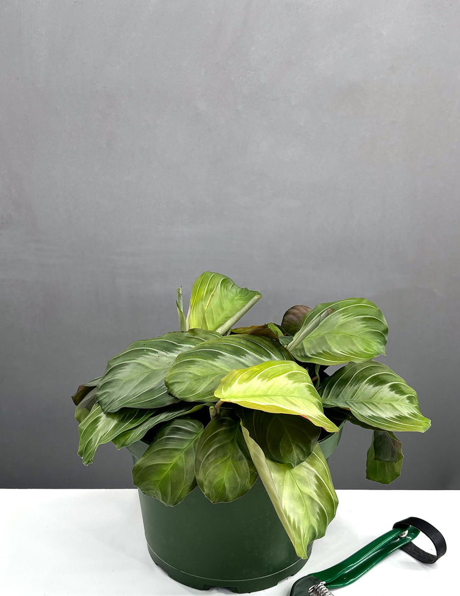 Maranta Silver Band | Prayer Plant | Always Affordable at Plant Proper