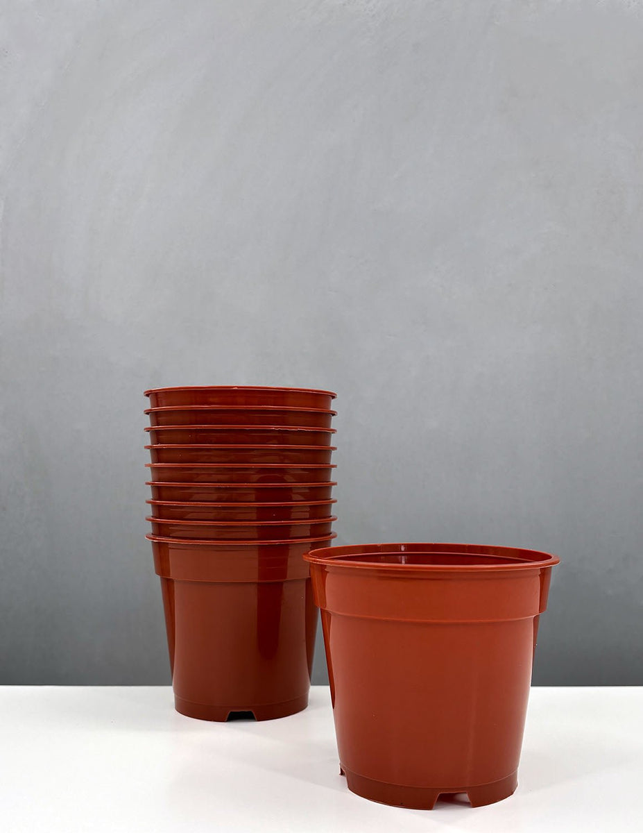 4" Pot – Plant Proper