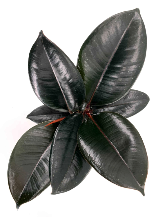 Rubber Tree | Ficus Elastica Burgundy | Houseplant | Always Affordable ...